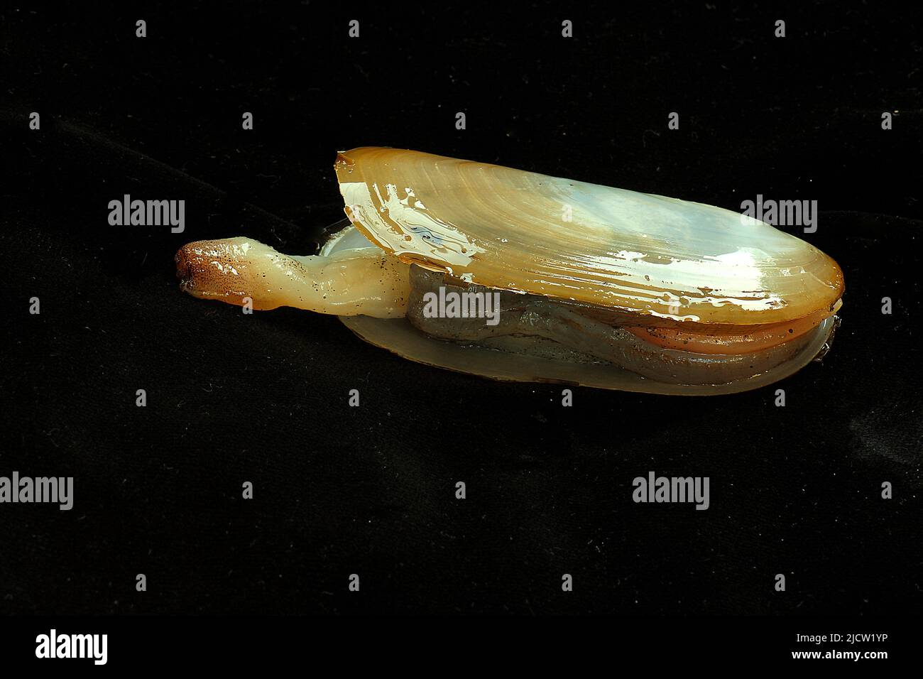 Dewey Duck Clam