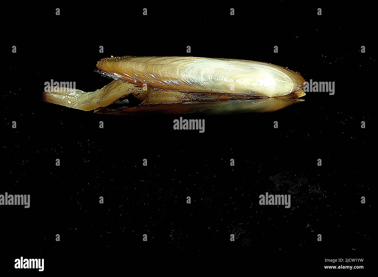 Pacific geoduck ("gooey-duck"; / ˈɡuːiˌdʌk /; Panopea generosa Stock ...