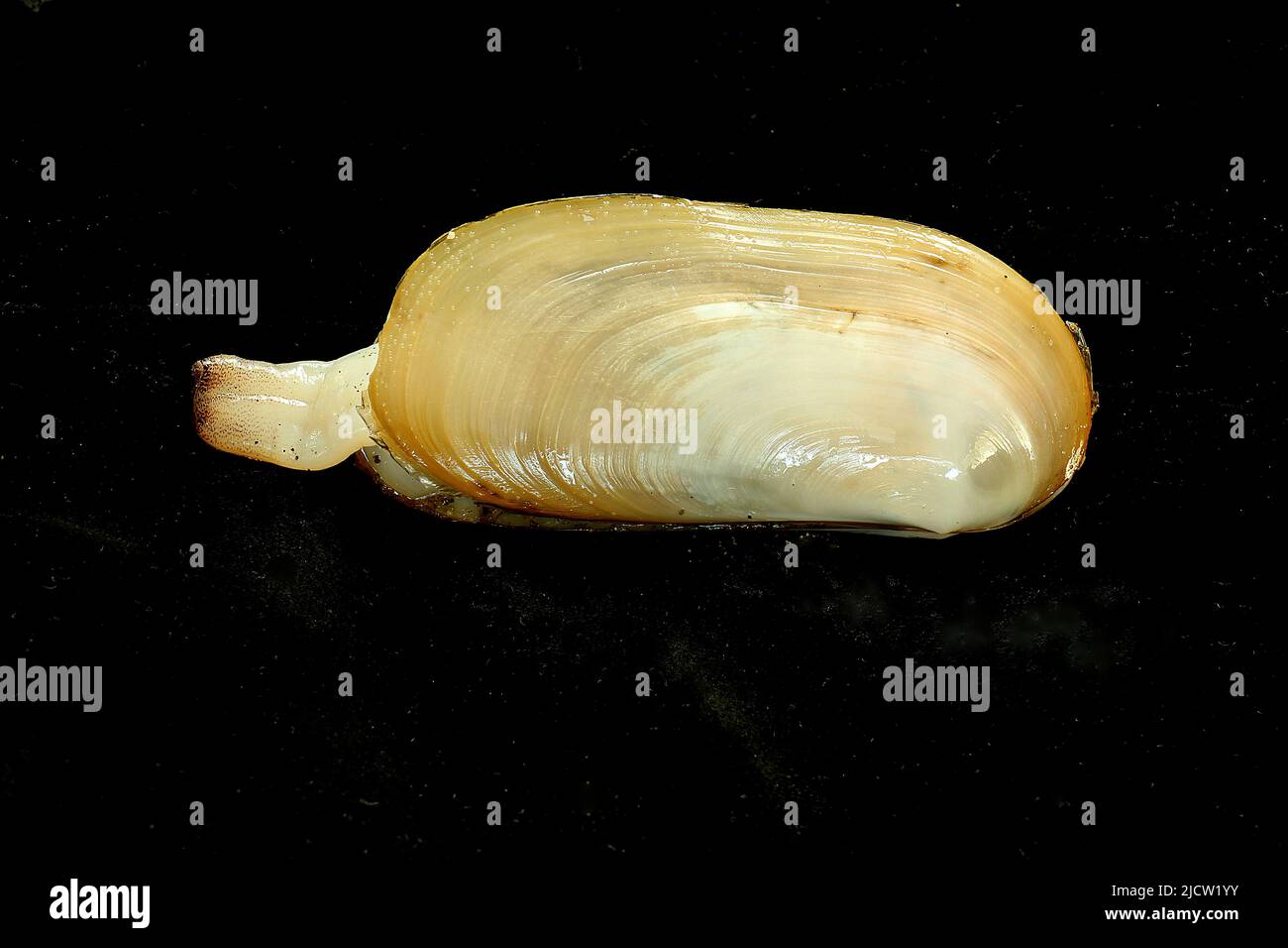 Gooey duck hi-res stock photography and images - Alamy