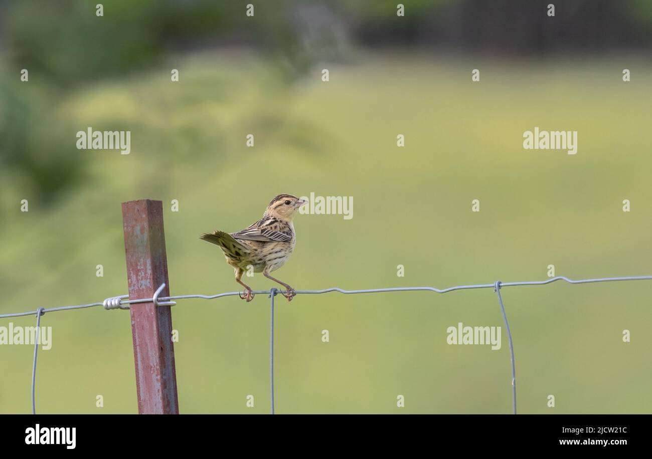 Rear View of a female Bobolink (Dolichonyx oryzivorus) on a fence Stock ...