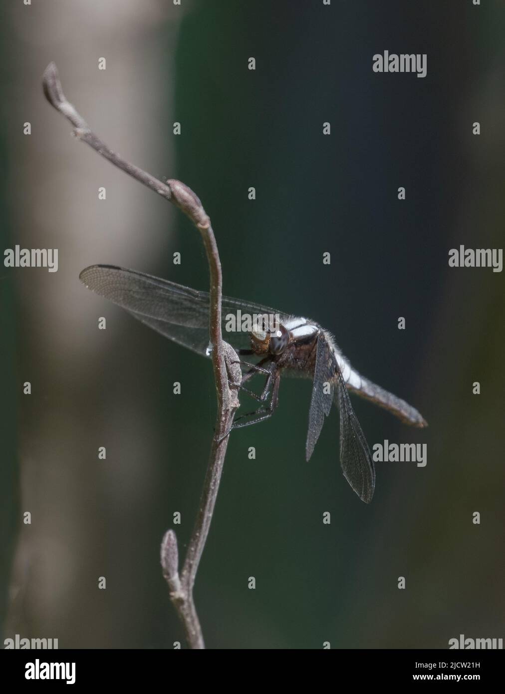A Chalk-fronted Corporal dragonfly ( Ladona julia) perched on a twig up ...
