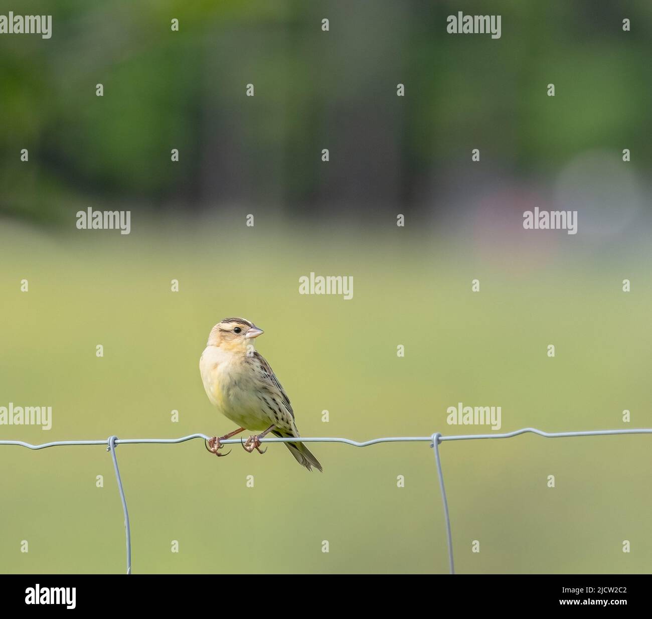 A female Bobolink up close on a wire fence with green background Stock ...