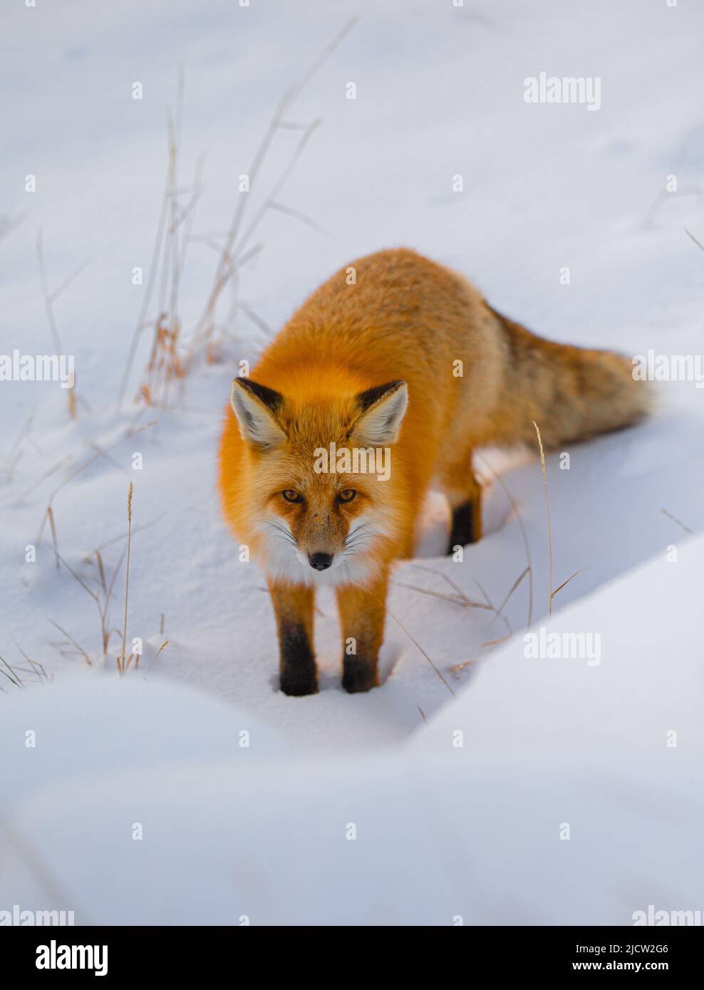 A majestic fox stares at the camera Stock Photo - Alamy