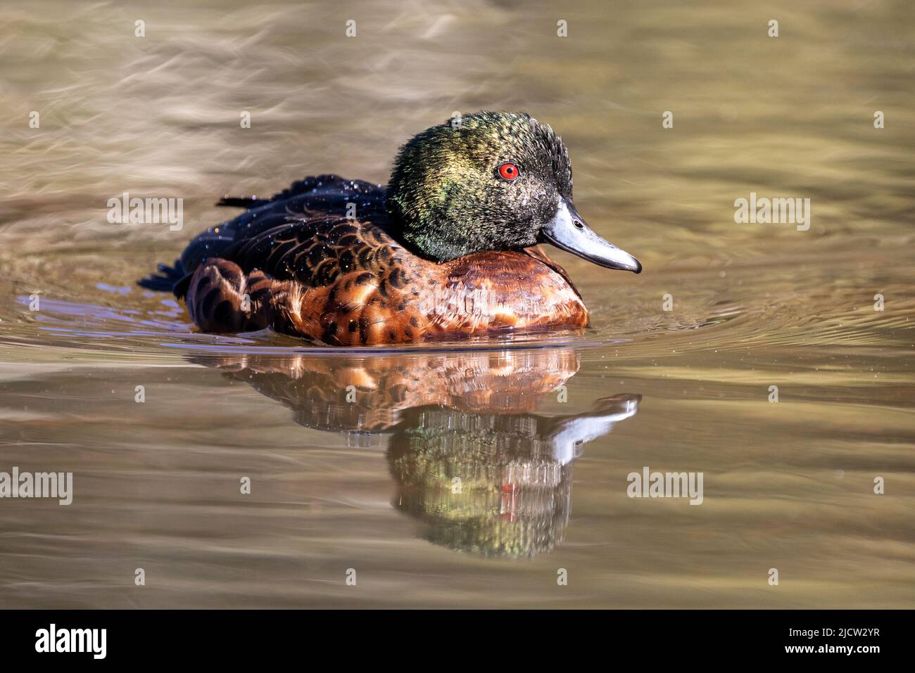 Australian Chestnut Teal Duck (Anas castanea Stock Photo - Alamy