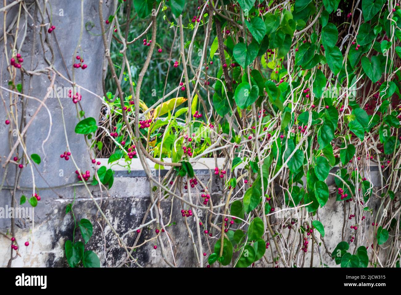 green creeper decorative plants at roof wall at day Stock Photo - Alamy