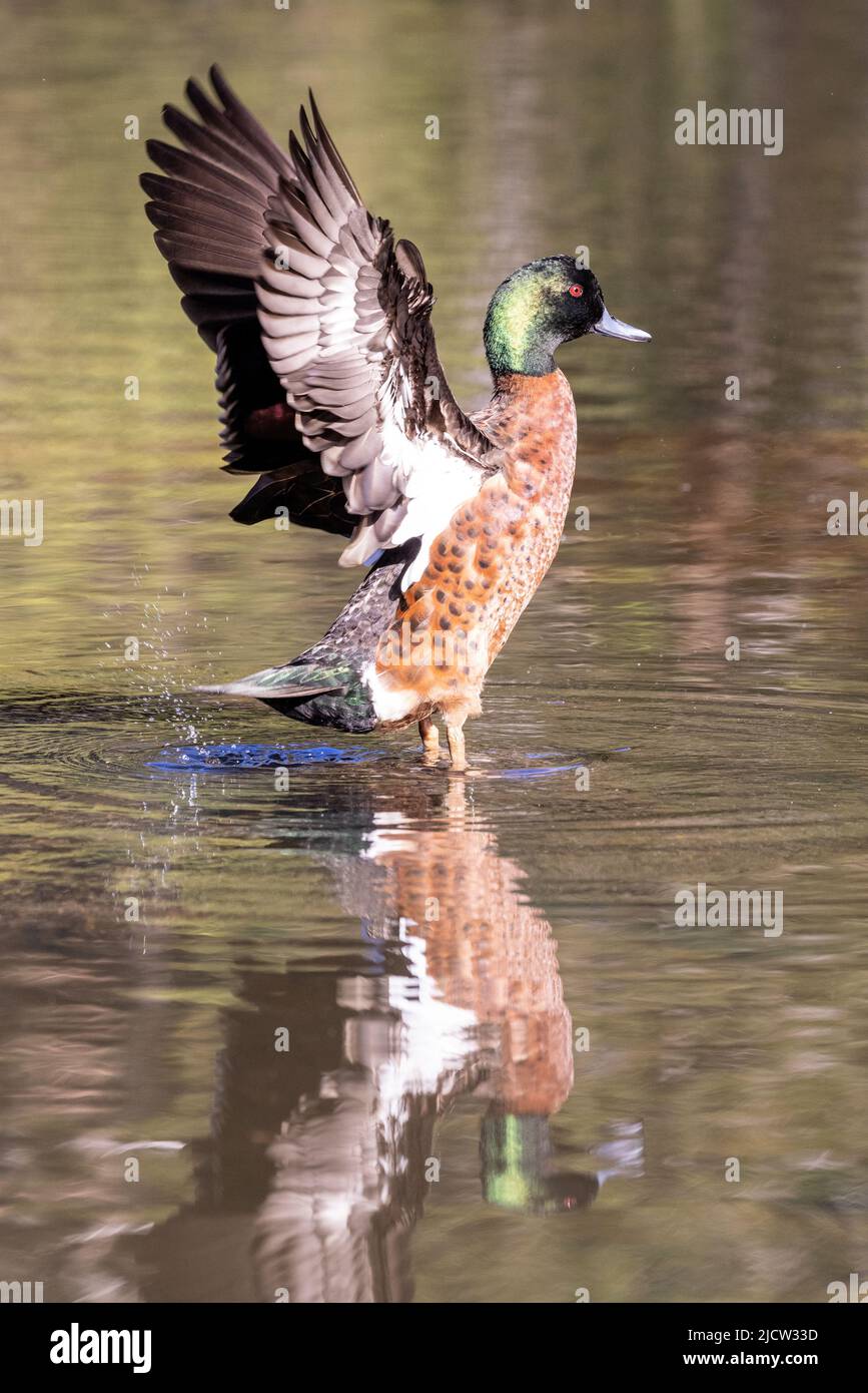 Australian Chestnut Teal Duck (Anas castanea Stock Photo - Alamy