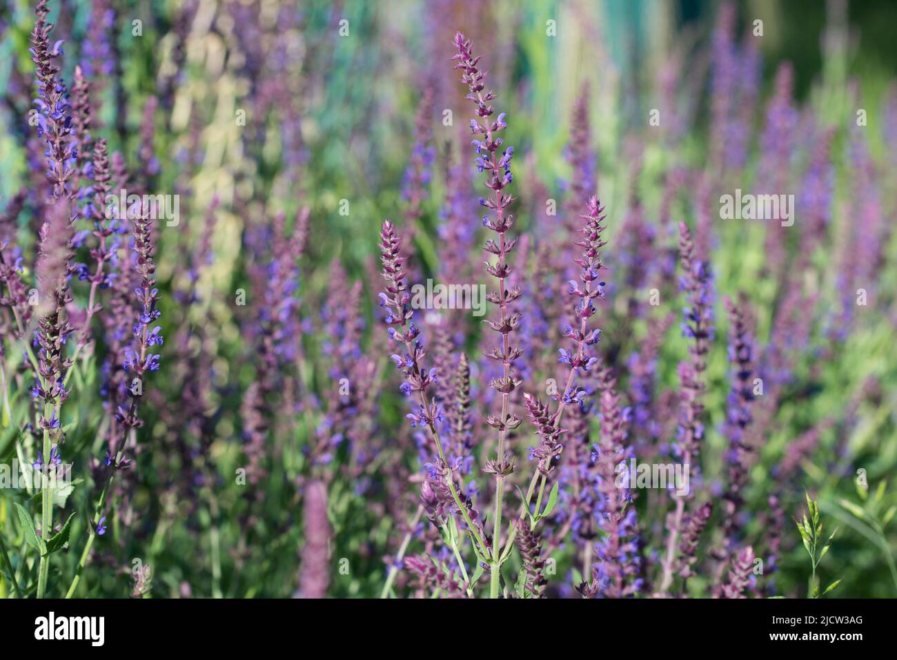 Salvia nemorosa, woodland sage, Balkan clary, flowers om sunny day ...
