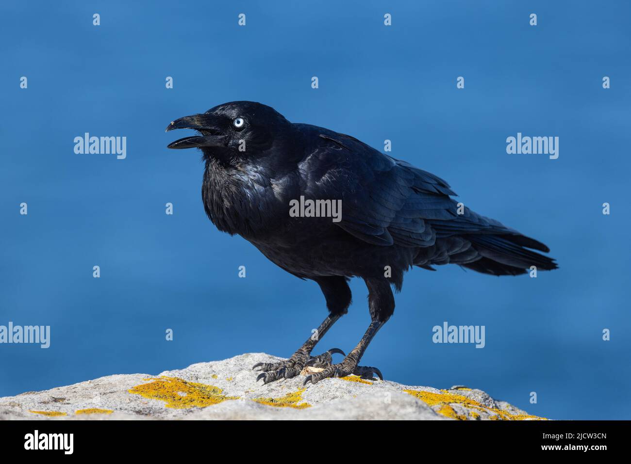 Australian Raven with blue ocean backdrop (Corvus coronoides Stock ...