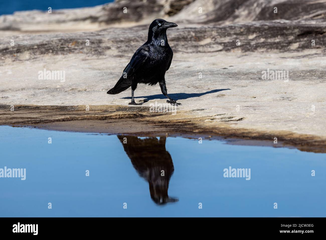 Australian Raven with reflection in pool (Corvus coronoides Stock Photo ...