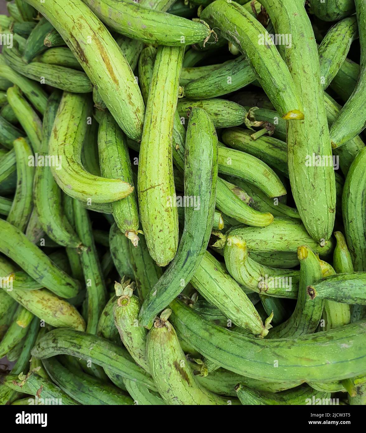 Sponge guard hi-res stock photography and images - Alamy