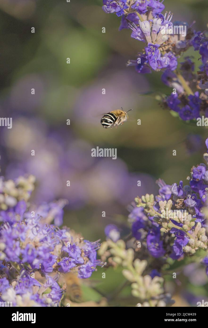 Blue banded bee (Amegilla sp) hovering by purple flowers on a chaste ...