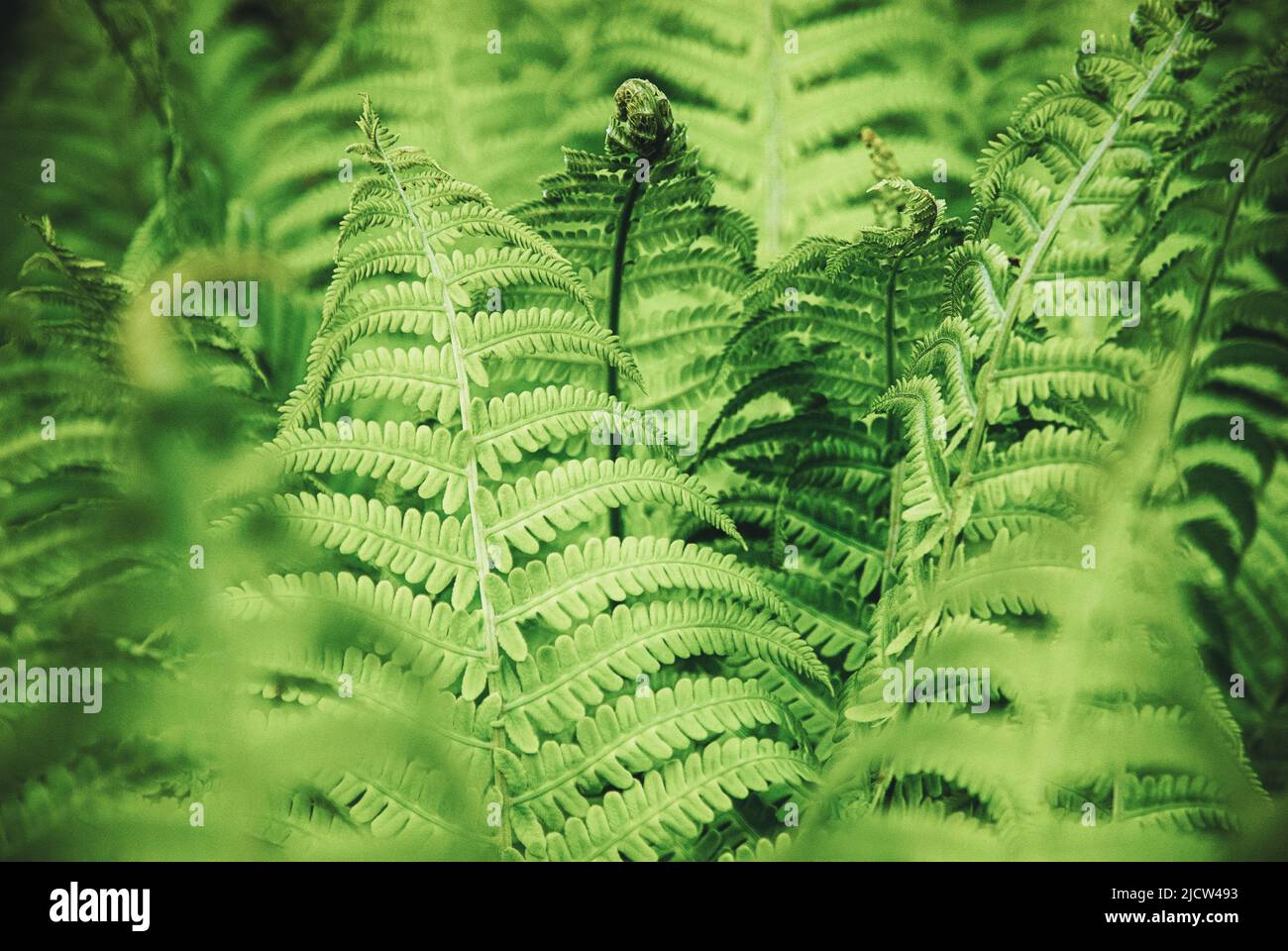 Fern growing in spring forest, natural background on green fern leaves ...