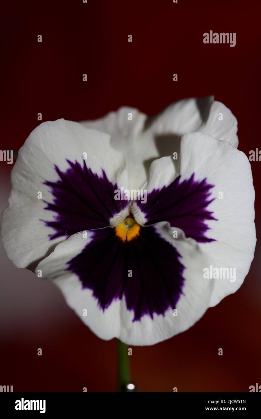 Fower blossom close up botanical background pansy family violaceae big ...