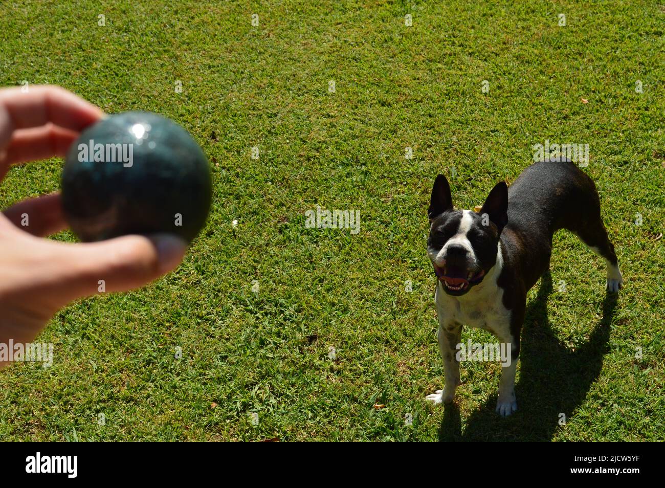 dog waiting for the ball Stock Photo - Alamy