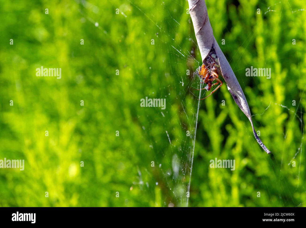 An Australian Garden Orb Weaver Spider (Argiope catenulata) with prey ...