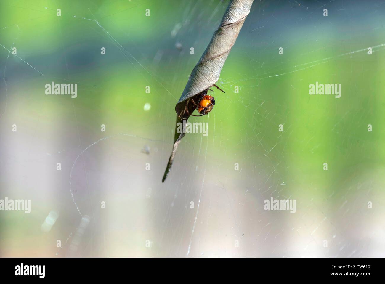 An Australian Garden Orb Weaver Spider (Argiope catenulata) with prey ...