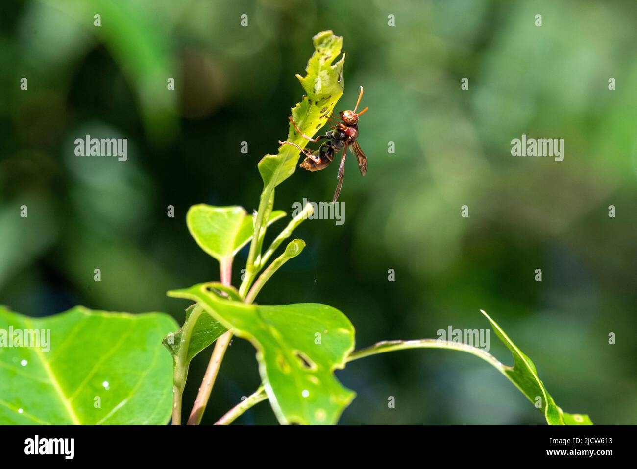 An Australian hornet (Abispa ephippium) perched on a leaf in Sydney ...
