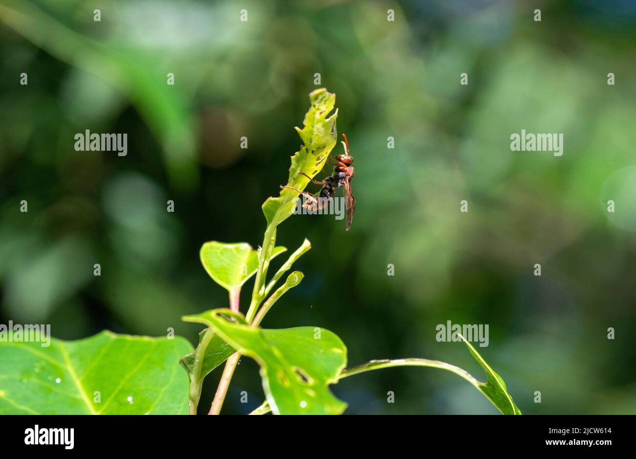 An Australian hornet (Abispa ephippium) perched on a leaf in Sydney ...