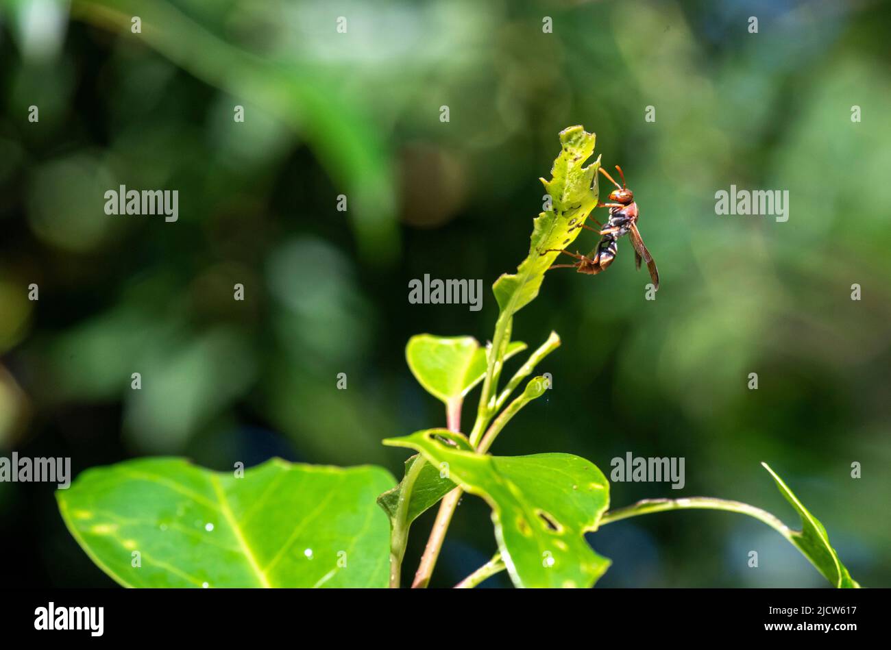 An Australian hornet (Abispa ephippium) perched on a leaf in Sydney ...