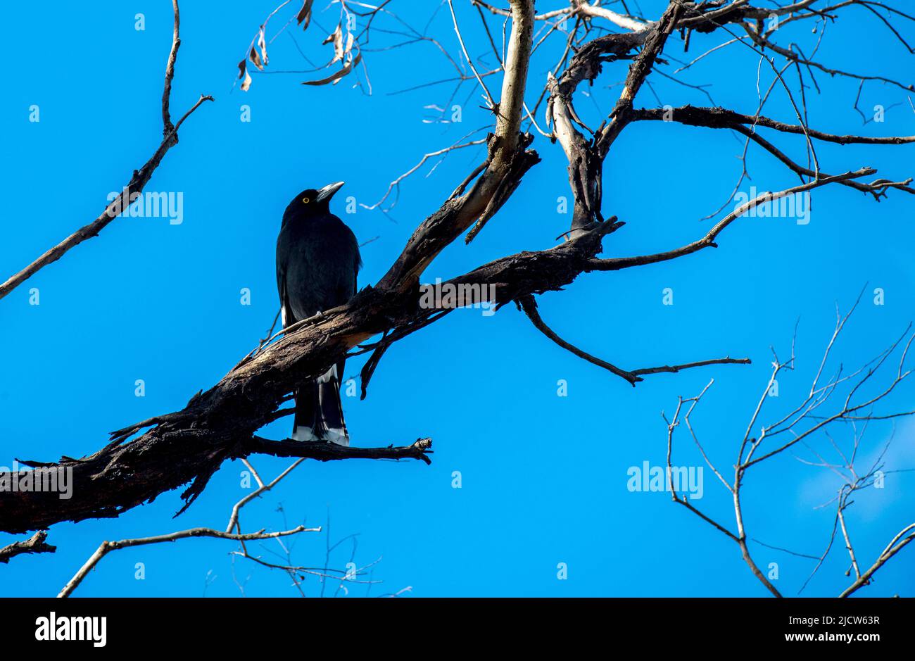An Australian Pied Currawong (Strepera graculina) perched on a tree in ...