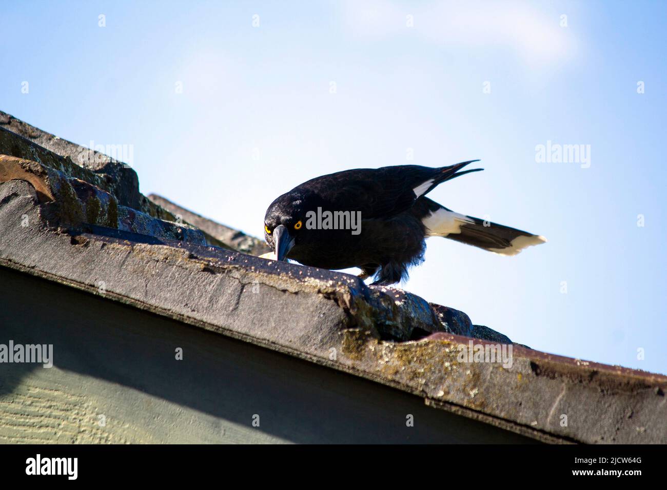An Australian Pied Currawong (Strepera graculina) perched on a rock in ...