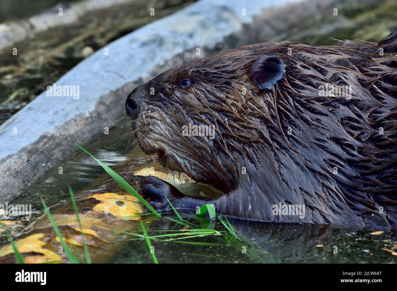 Beaver eating tree hi-res stock photography and images - Alamy
