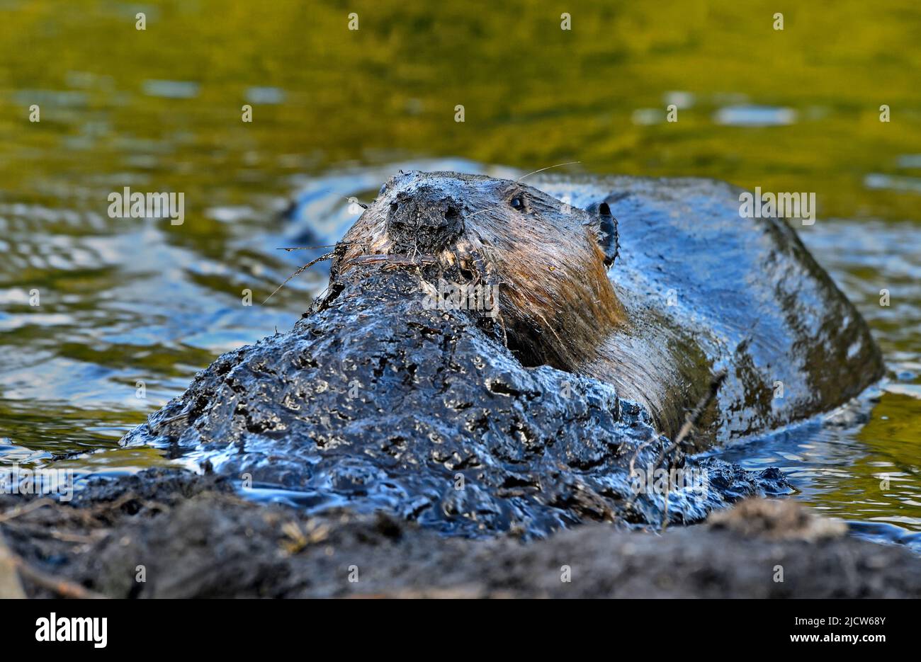 An adult beaver "Castor canadensis", placing ba load of wet mud on top ...
