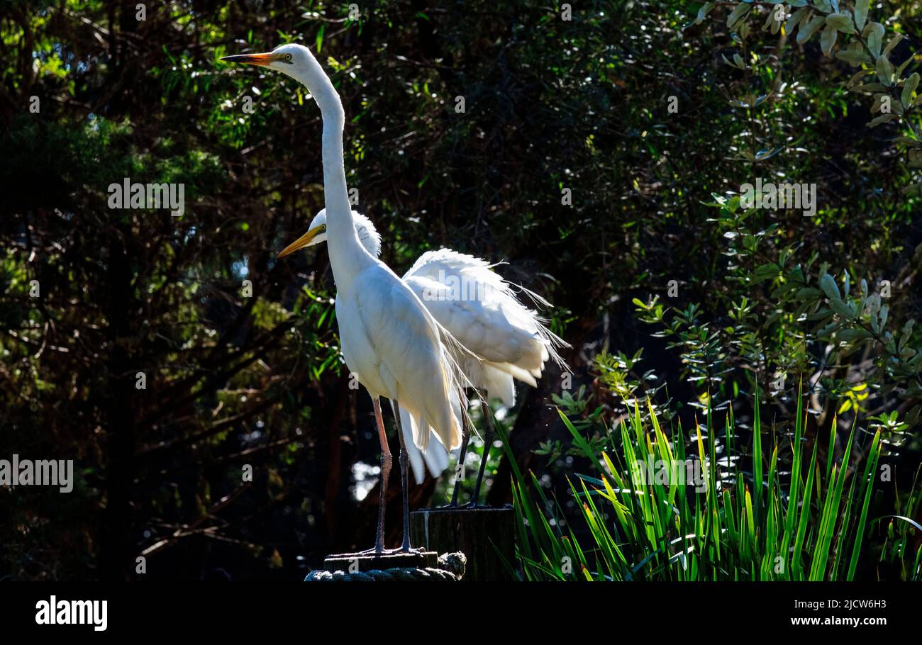 Two Egrets (Ardea alba) perched on wooden stand in Sydney, New South ...
