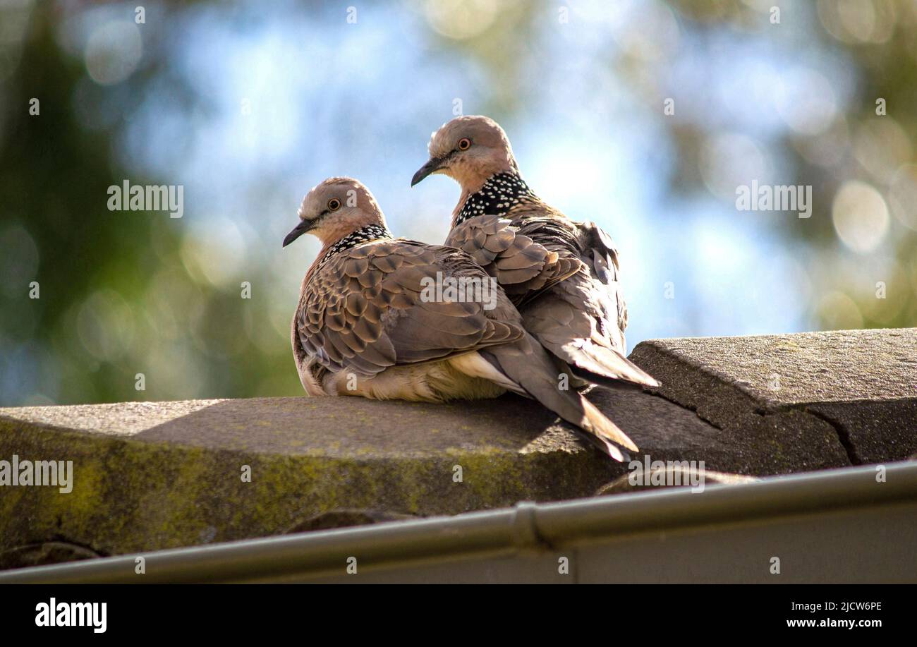 A pair of Spotted Dove (Spilopelia chinensis) perched on a rock in ...