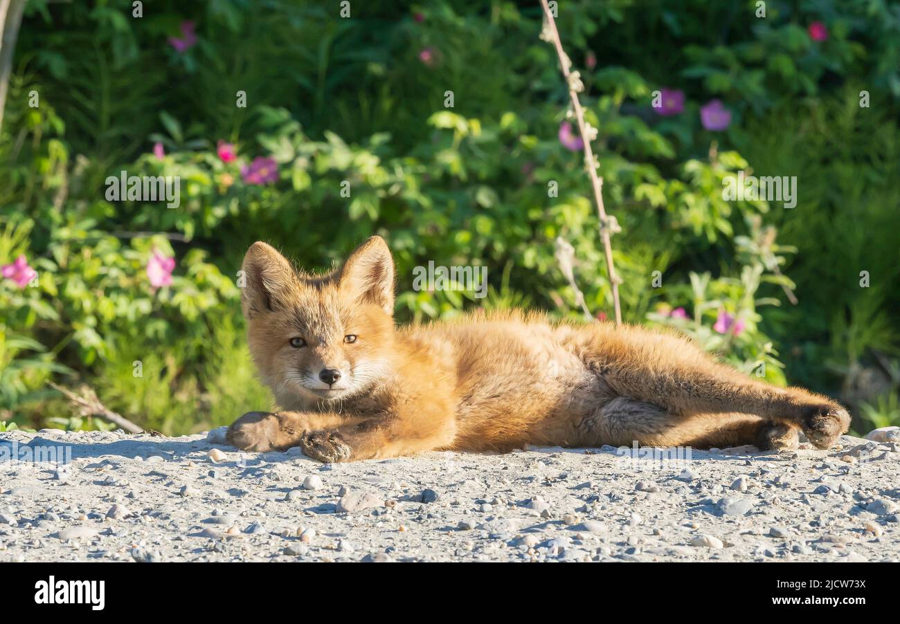 Red Fox Kit Laying in the Road Alaska Stock Photo - Alamy