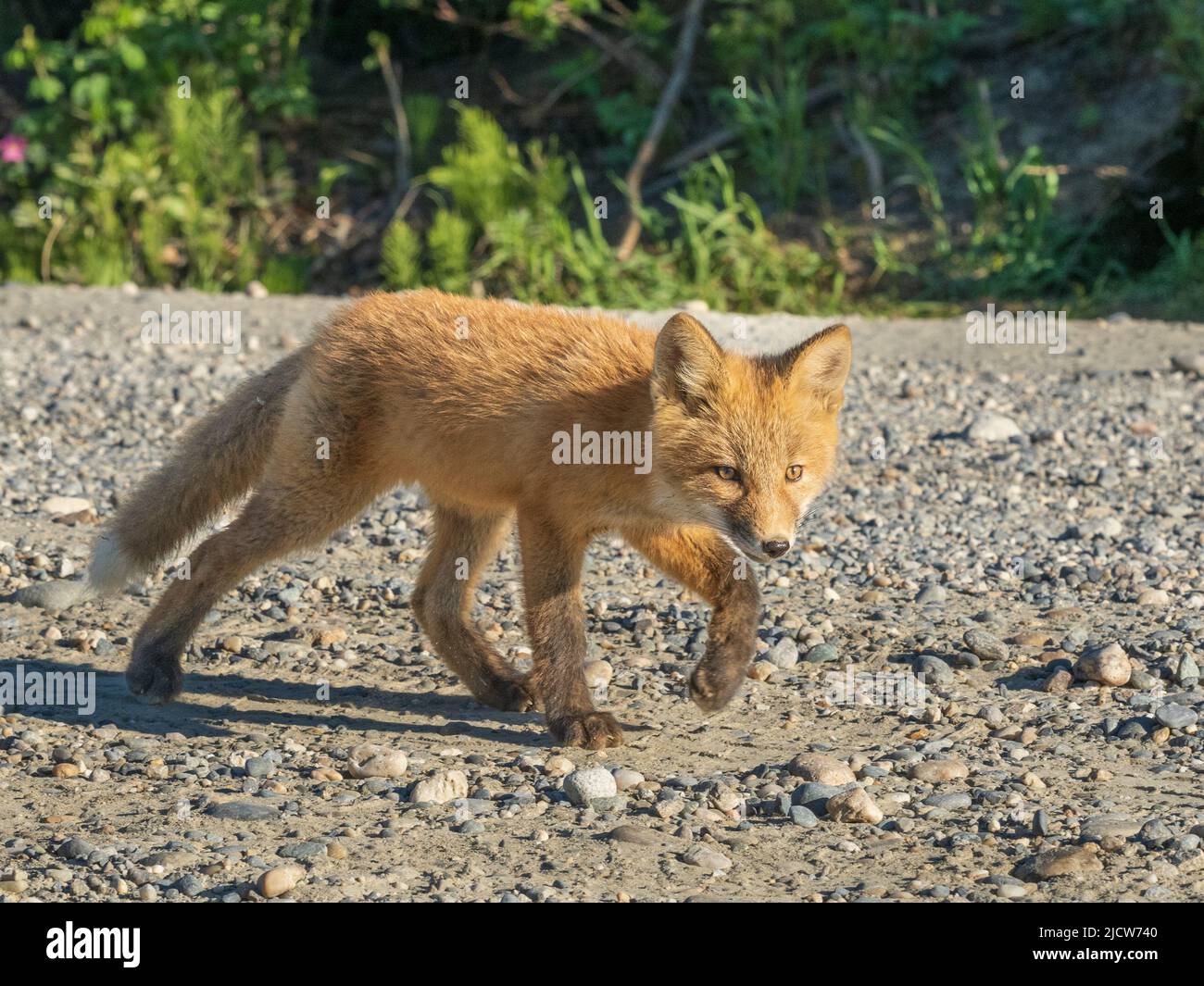 Red Fox Kit already practicing the stalking prey walk in Alaska Stock ...