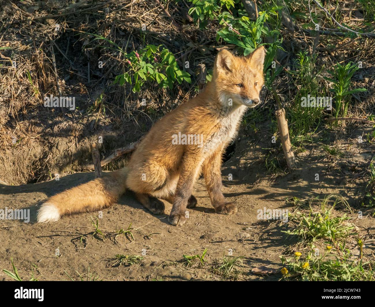 Red Fox Kit Strikes a Pose in Alaska Stock Photo - Alamy