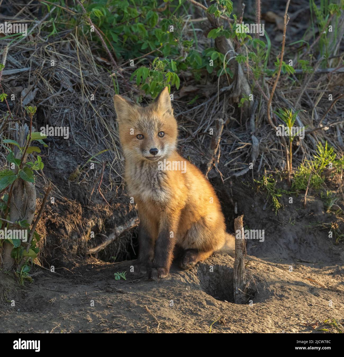 Red Fox Kit Pose in Alaska Stock Photo - Alamy