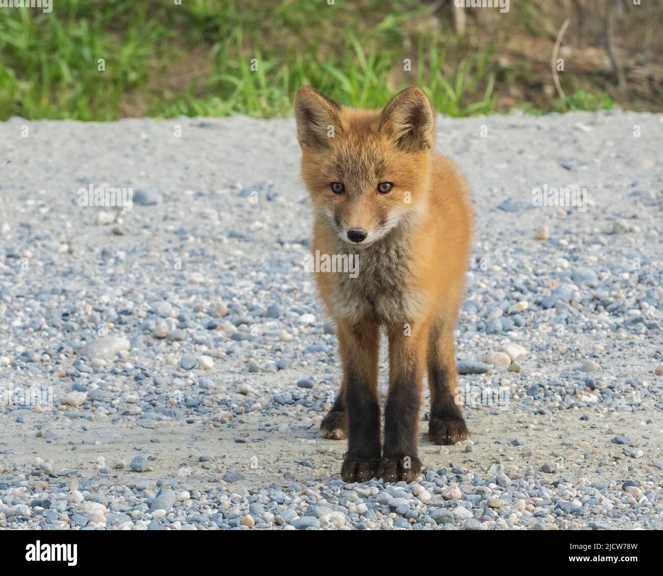 Red fox standing up hi-res stock photography and images - Alamy