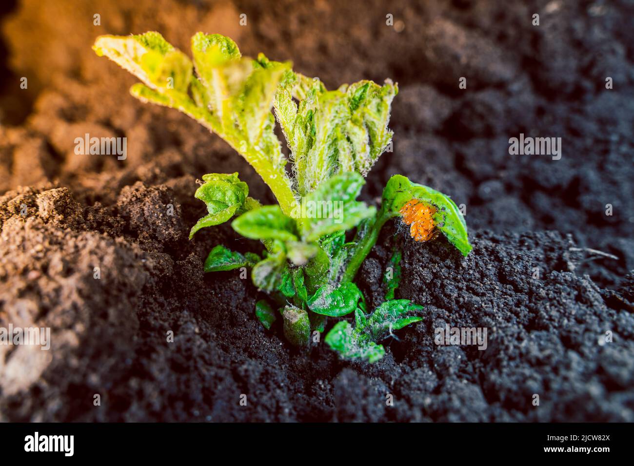 Close-up of a young potato sprout in a garden bed with an oviposition ...