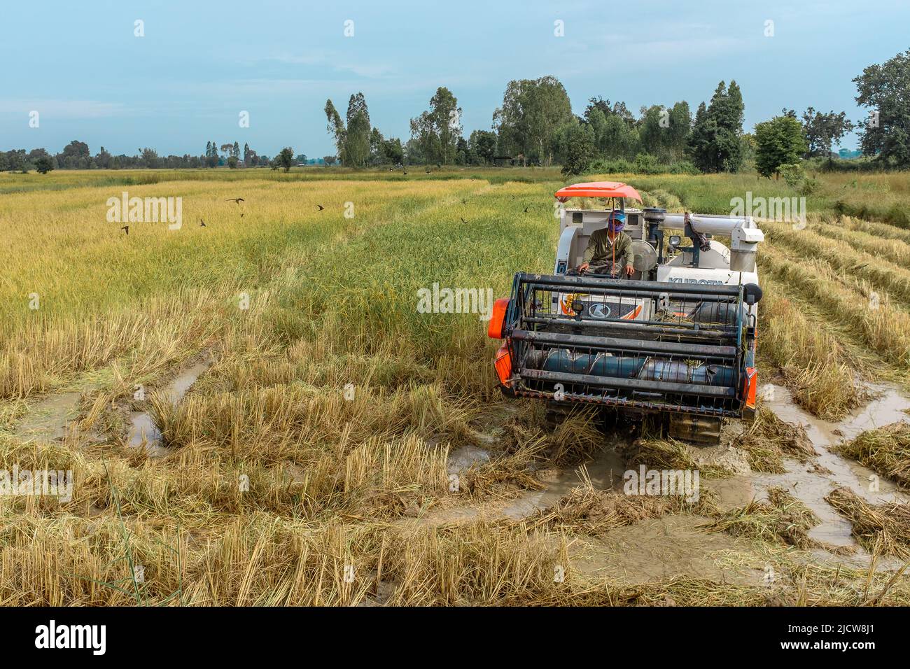 Mechanical rice harvester High Resolution Stock Photography and Images ...