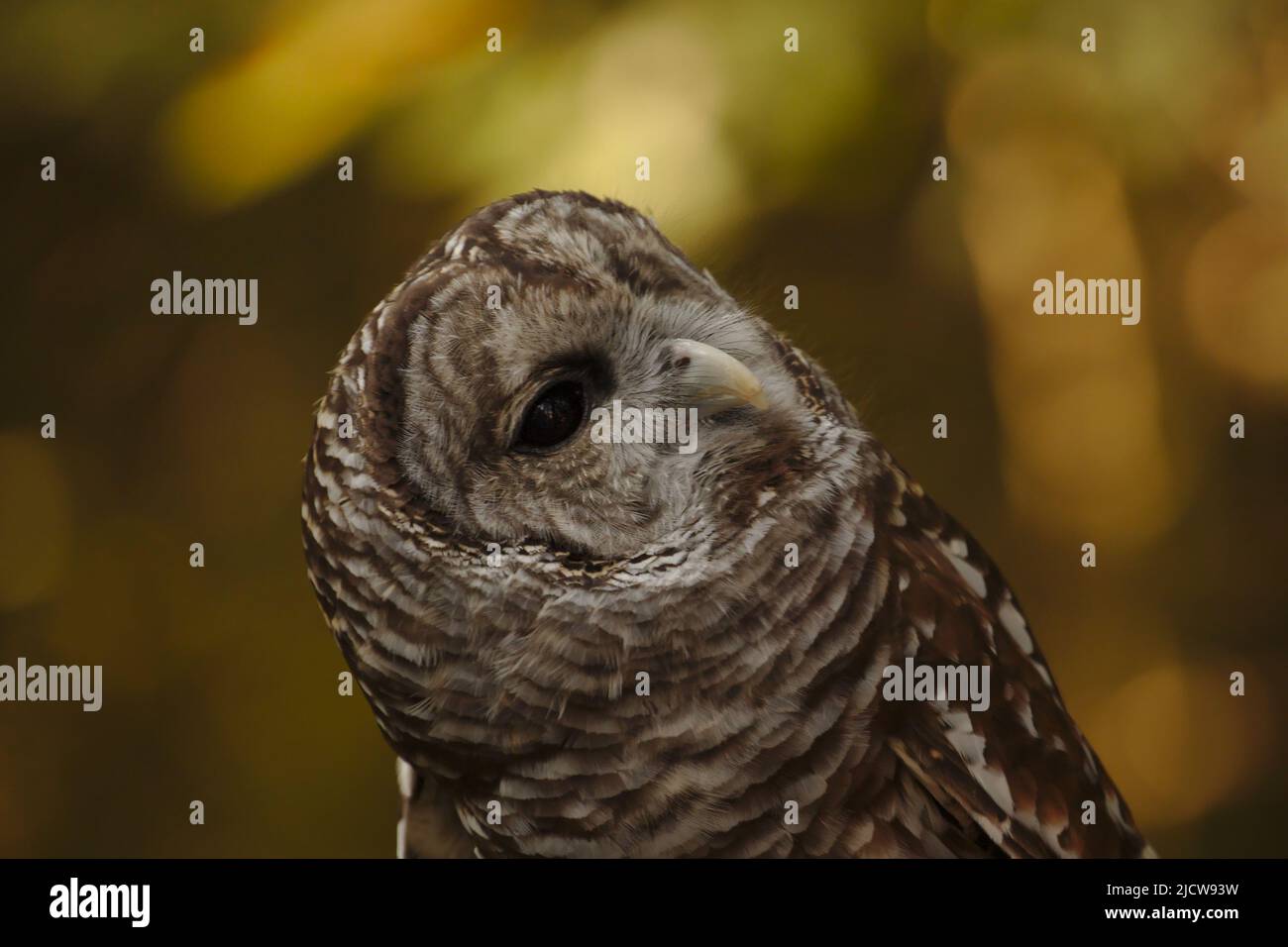 Owl barred owl hi-res stock photography and images - Alamy