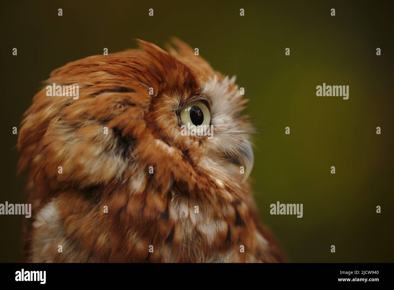 Red screech owl hi-res stock photography and images - Alamy