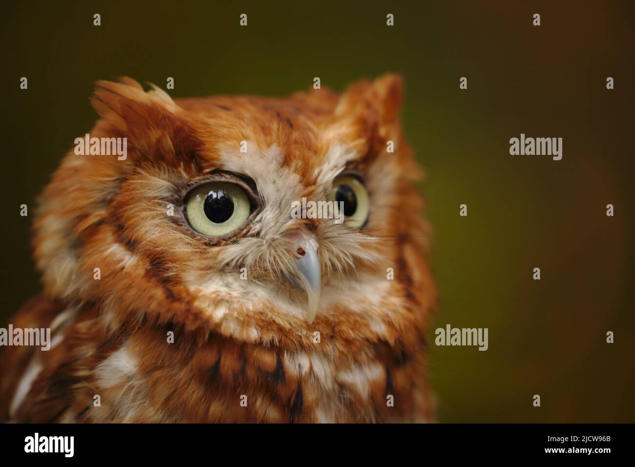 Red morph eastern screech owl hi-res stock photography and images - Alamy