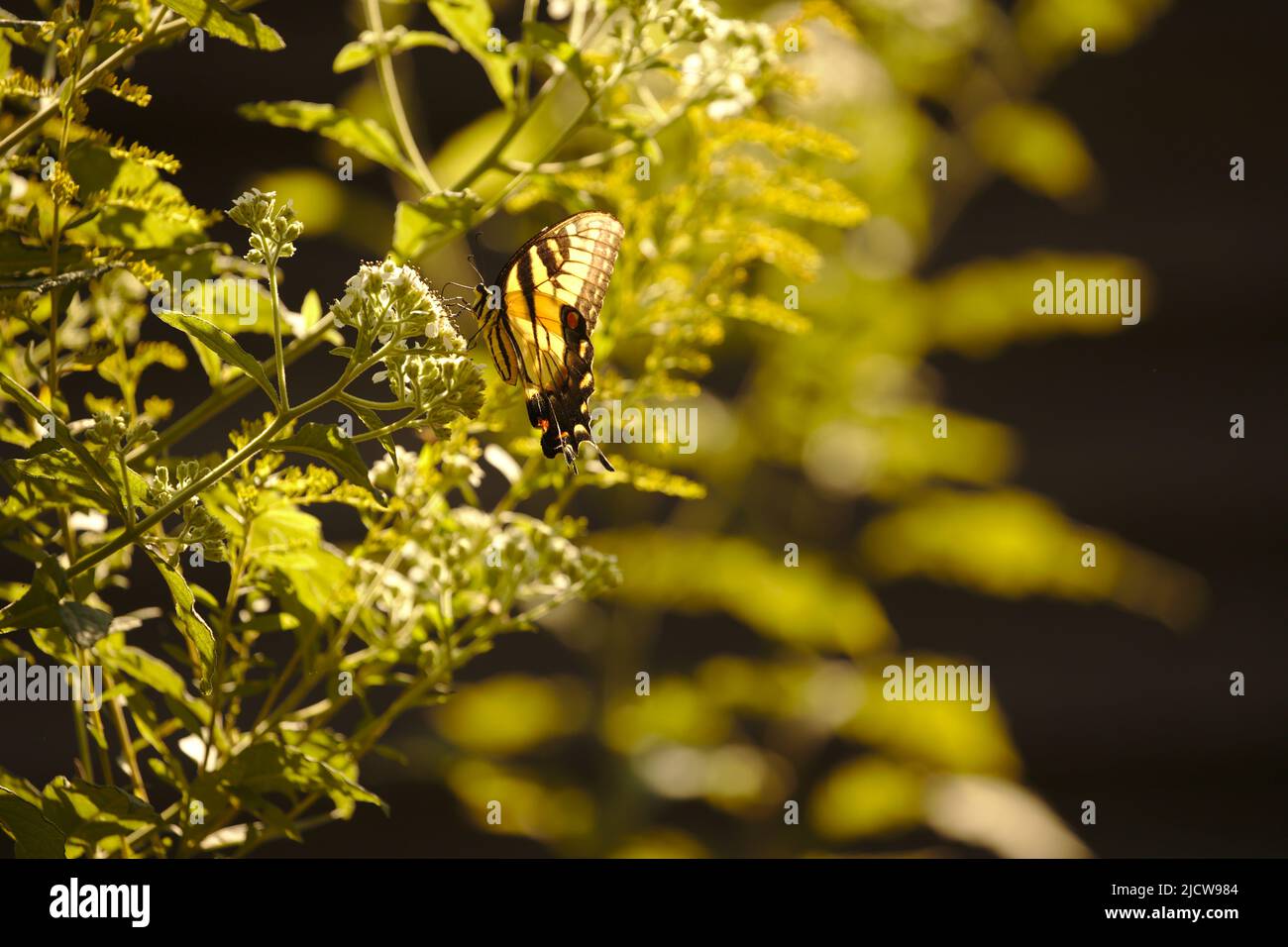 Butterfly gathering nectar Stock Photo - Alamy