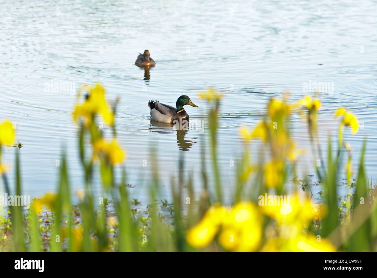 Mallard duck pond hi-res stock photography and images - Alamy