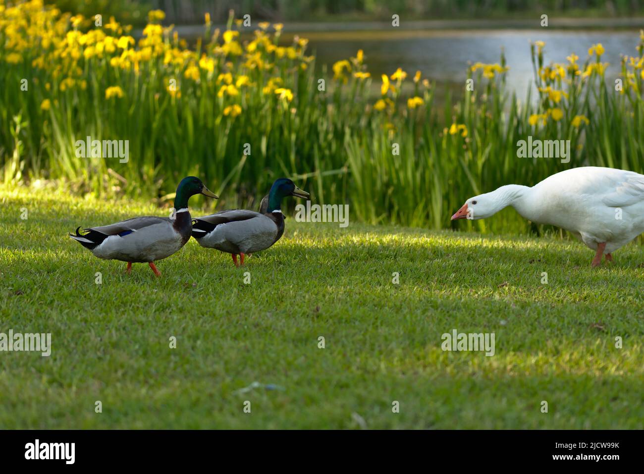White goose mallard duck hi-res stock photography and images - Alamy