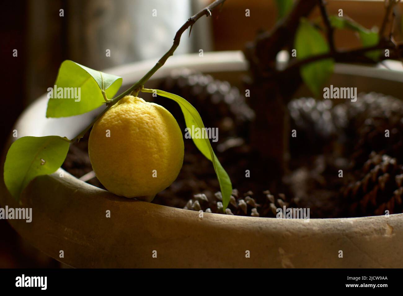 Lemon hanging on small tree Stock Photo - Alamy