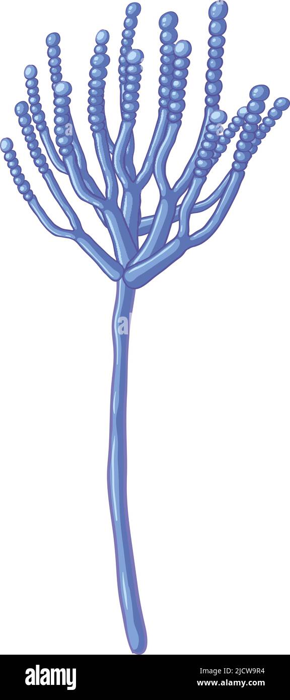 Mushroom close up scientific Cut Out Stock Images & Pictures - Alamy