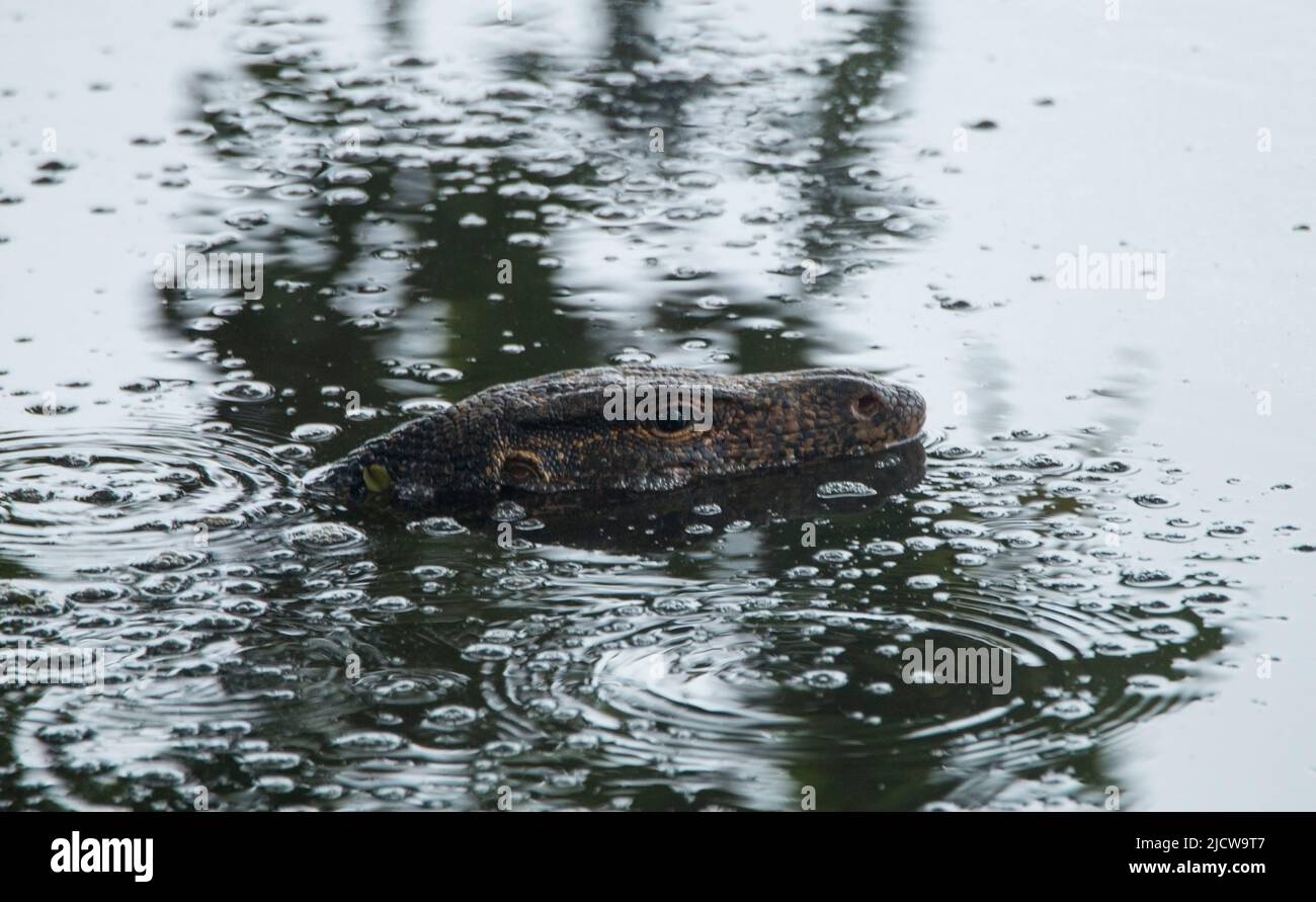 Water Monitor in a lake Stock Photo - Alamy