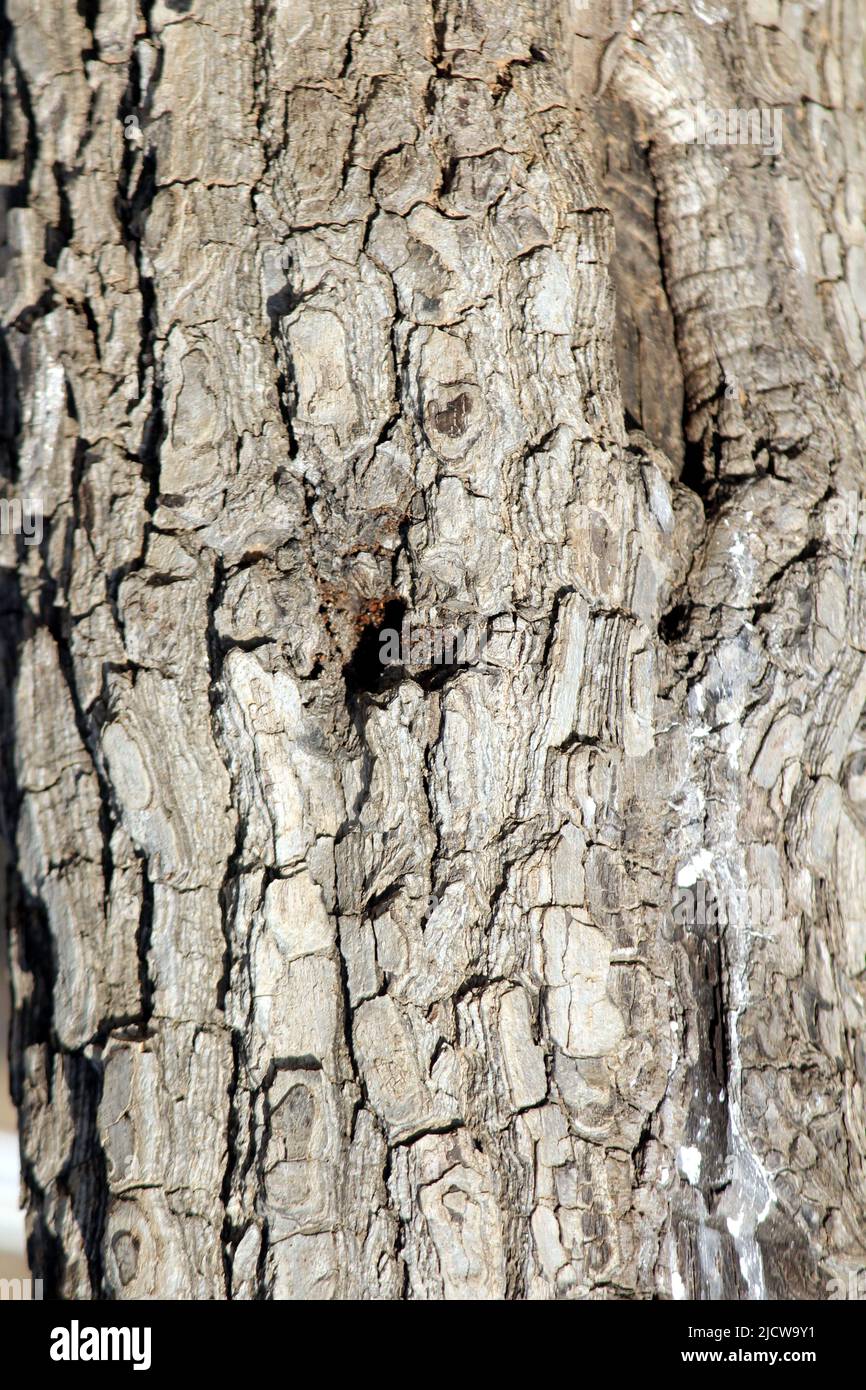 Rough skin texture hi-res stock photography and images - Alamy