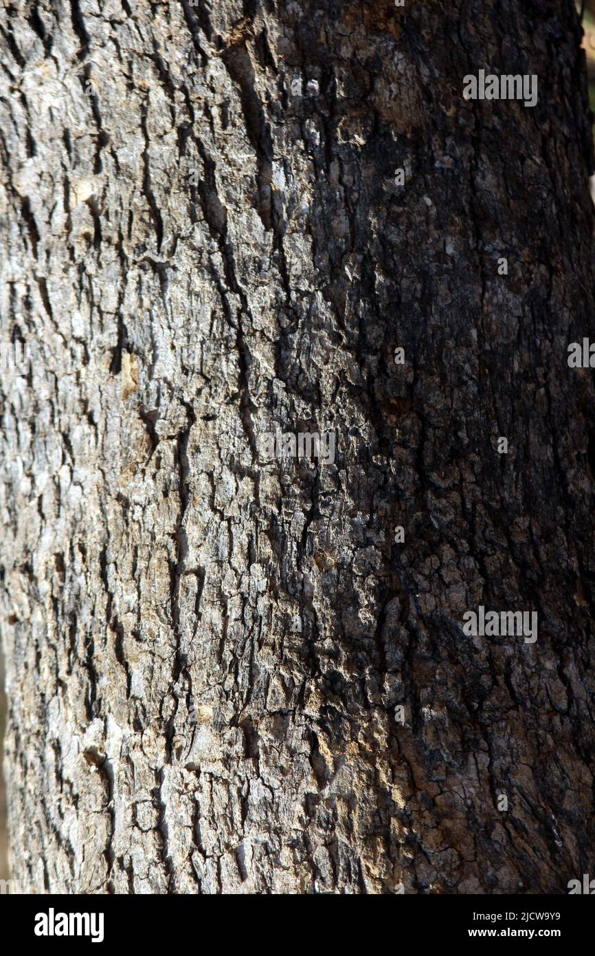 texture of tree bark clouse- up. The Rough skin of an old tree Stock ...