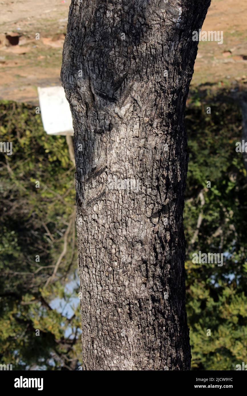 texture of tree bark clouse- up. The Rough skin of an old tree Stock ...