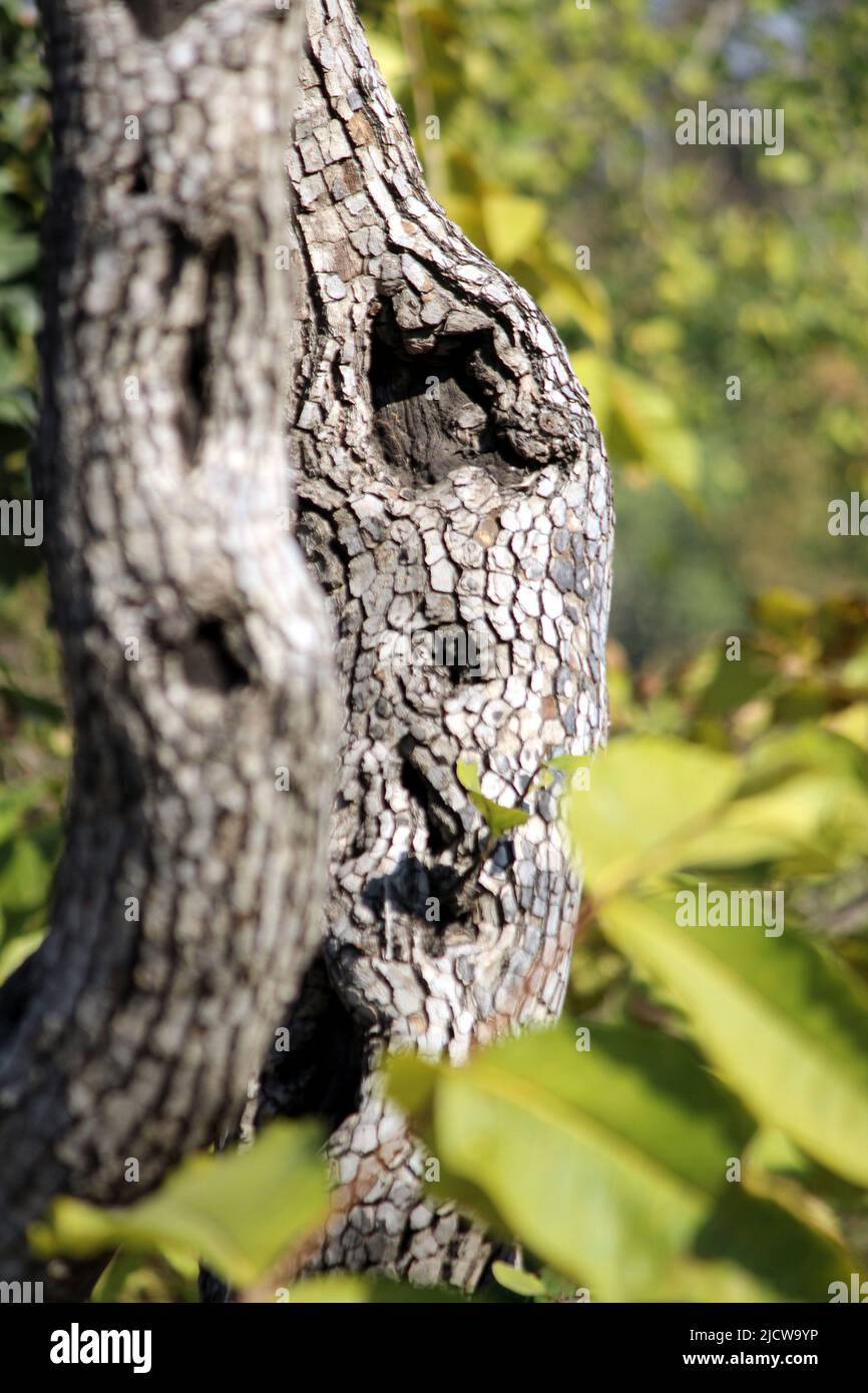 Rough skin texture hi-res stock photography and images - Alamy