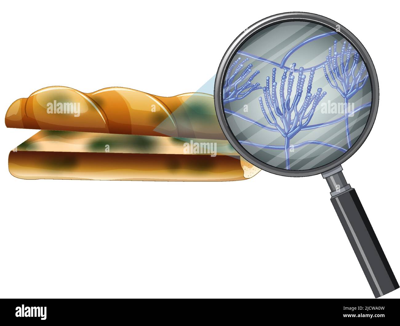 Inedible bread with mould illustration Stock Vector Image & Art - Alamy